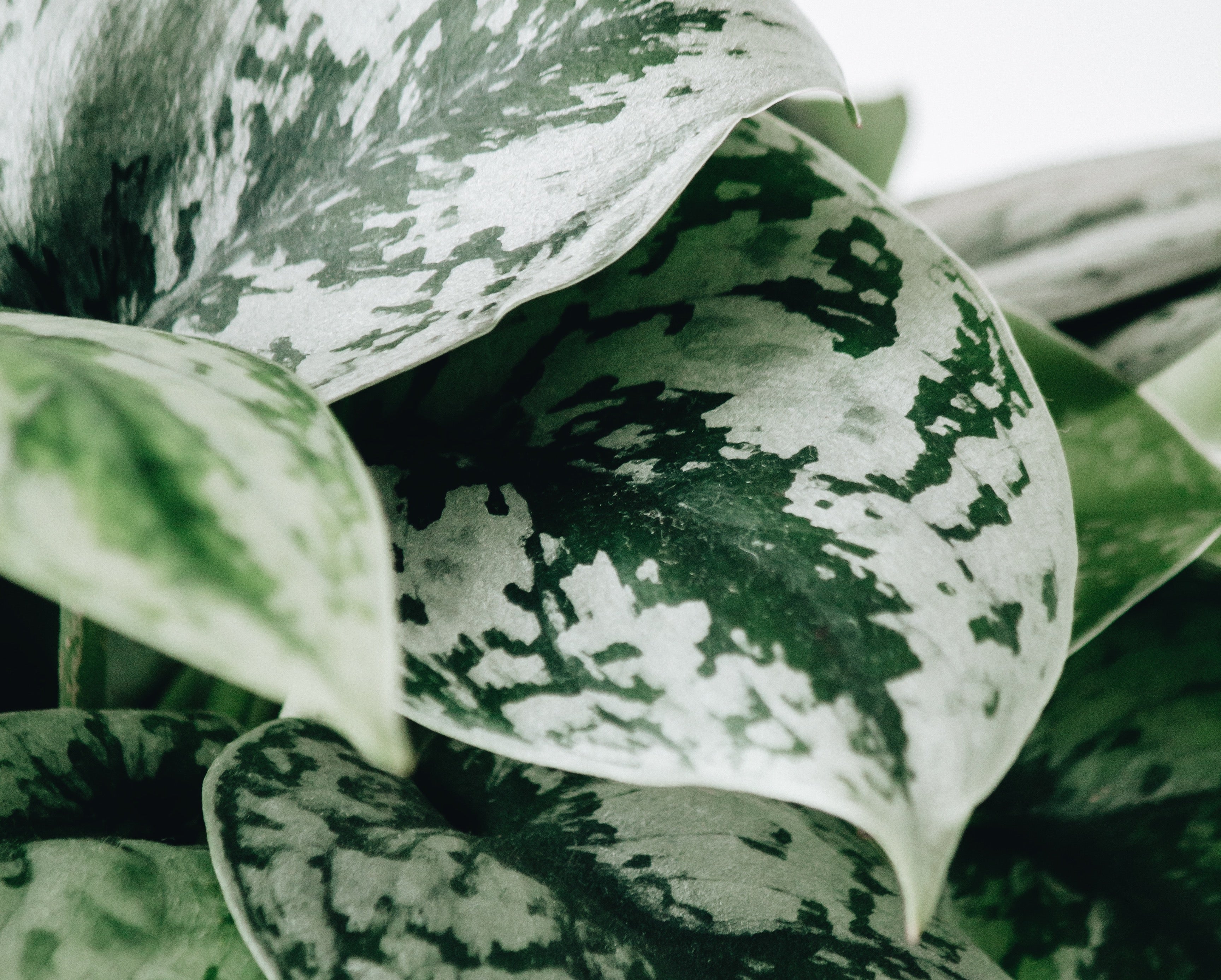 Plants Alive! | Plant Store in Maryland