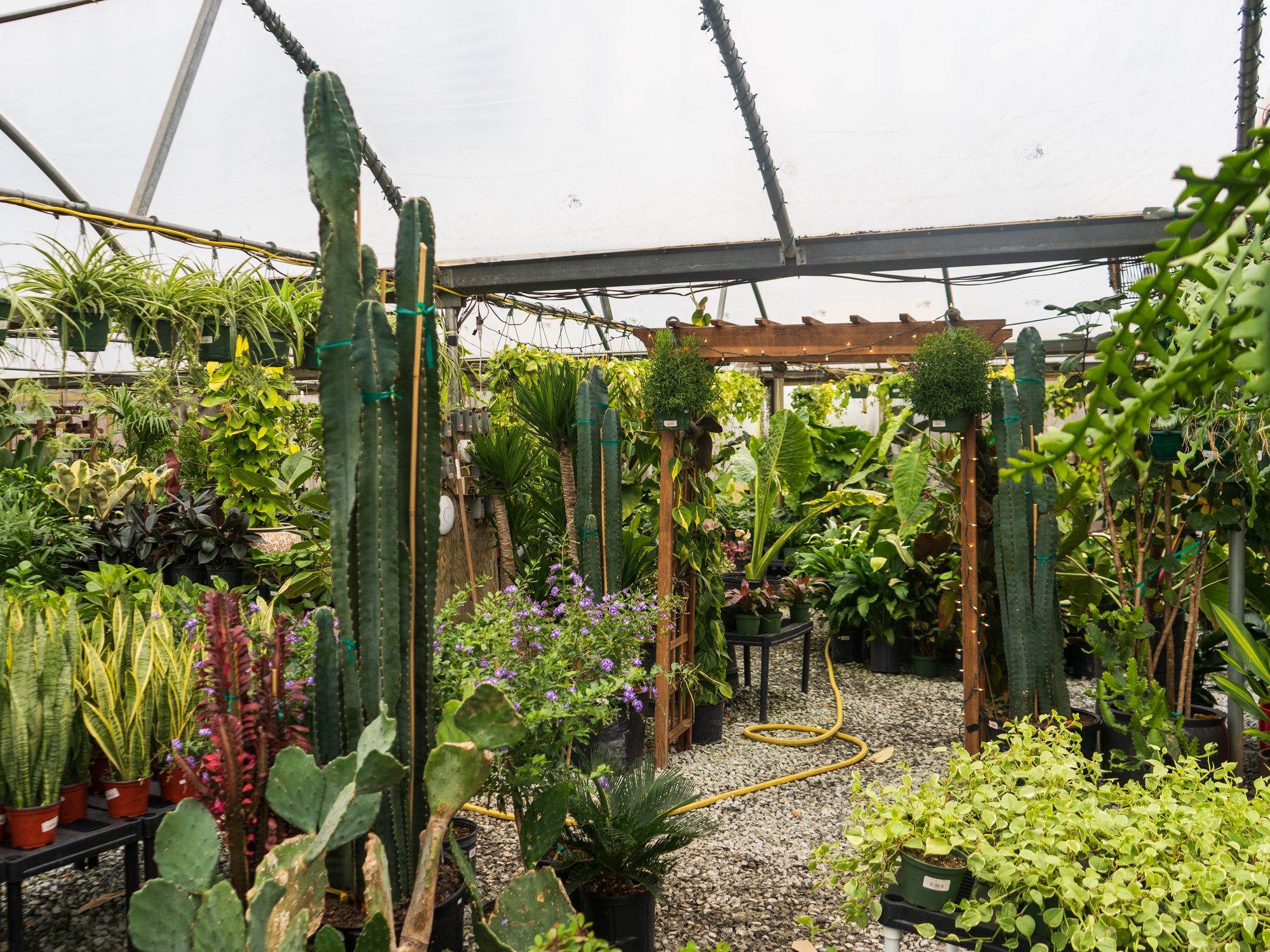 About – Plants Alive!