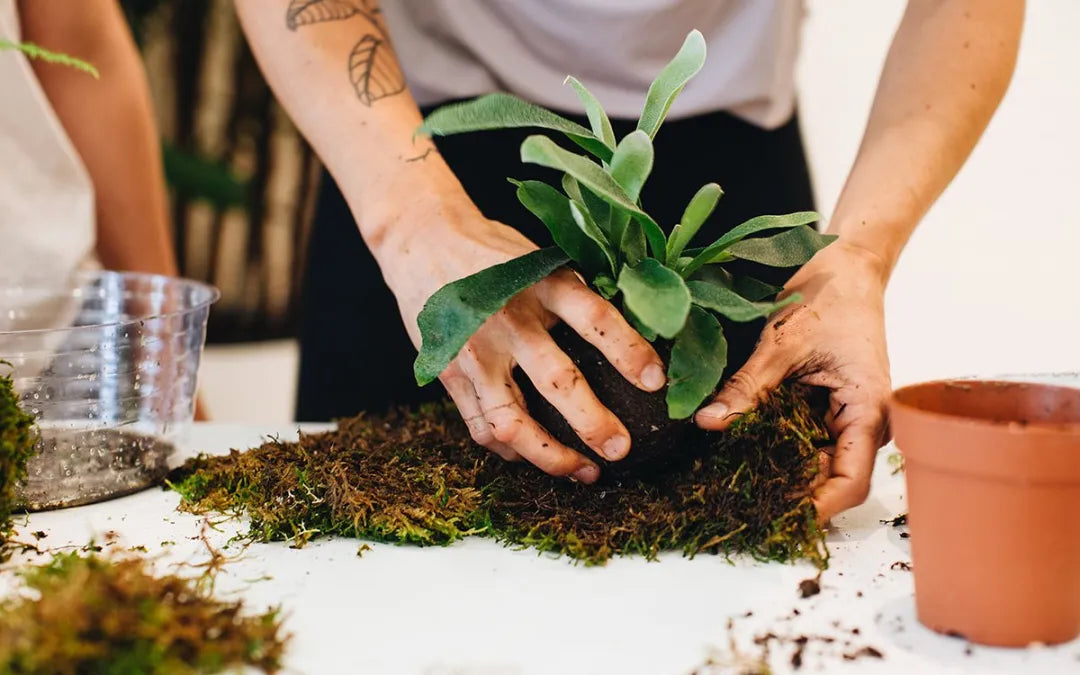 Workshops – Plants Alive!